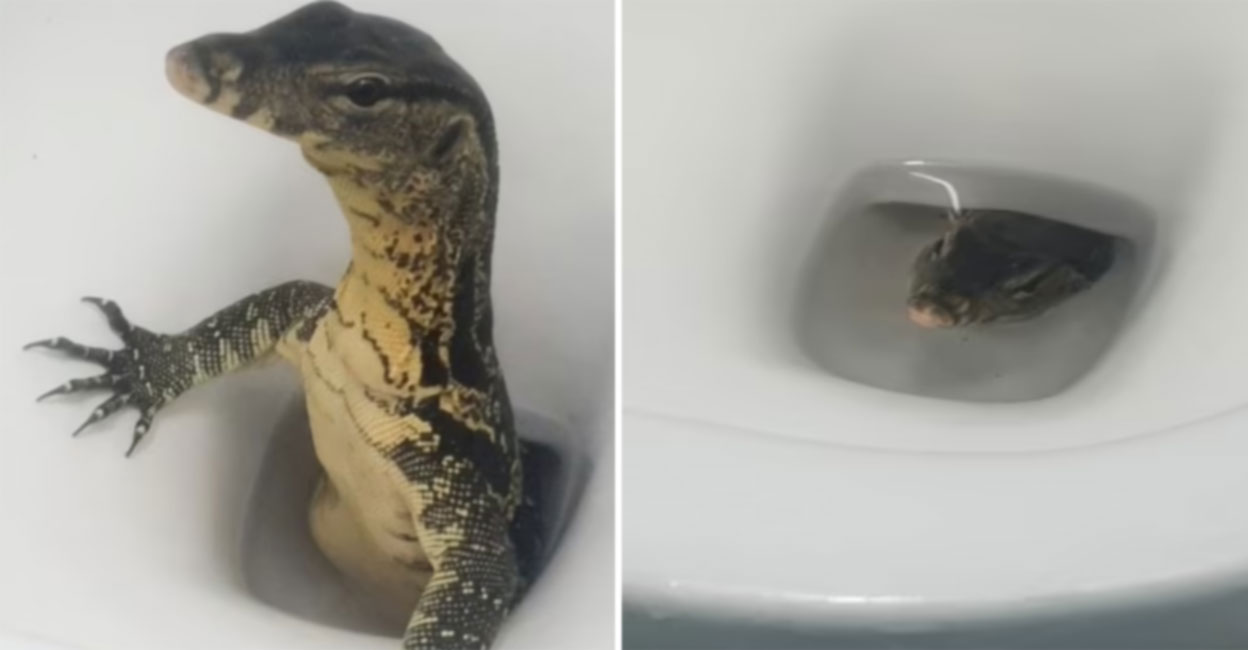 ശുചിമുറിയിൽ നിന്നും പുറത്തിറങ്ങി വന്നത് വമ്പൻ ഉടുമ്പ്; നടുക്കുന്ന ...