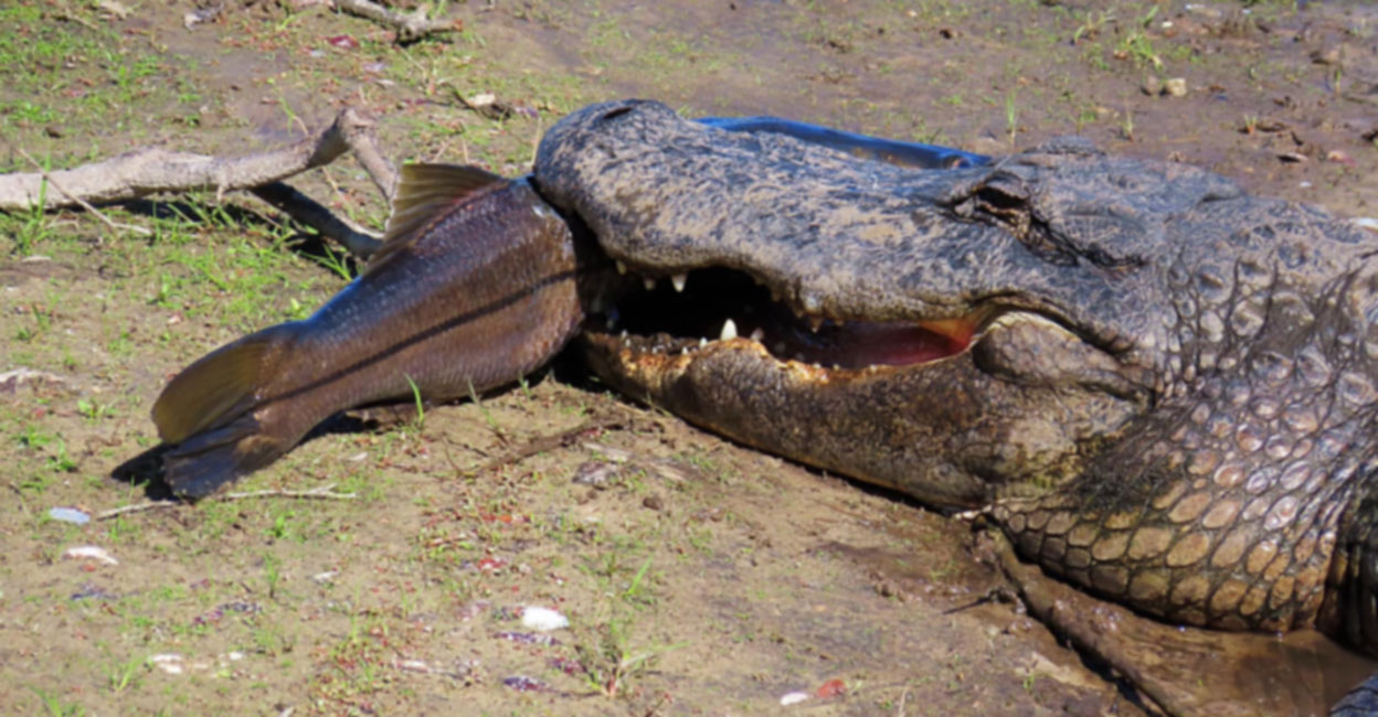 പിടിച്ച വമ്പന്‍ മത്സ്യം വായിൽ; തടാകക്കരയിൽ തണുത്തുവിറങ്ങലിച്ച് കൂറ്റ ...