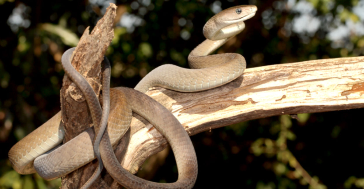 തുടർച്ചയായി പലതവണ കടിക്കും, രാജവെമ്പാലയുടെ കുഞ്ഞനുജൻ! മരണ ചുംബനമേകുന്ന ...