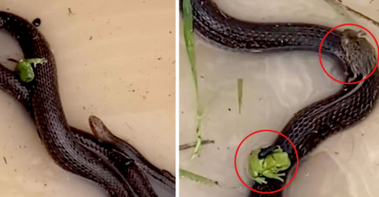 എലിയും തവളയും വണ്ടും അഭയം തേടിയത് കൂറ്റൻ പാമ്പിന്റെ പുറത്ത്, ഒടുവി ...