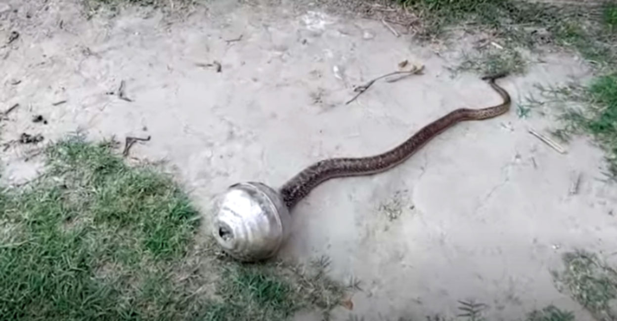 പാത്രത്തിൽ തലകുടുങ്ങി കൂറ്റൻ പാമ്പ്; രക്ഷിച്ചത് സാഹസികമായി–വിഡിയോ ...