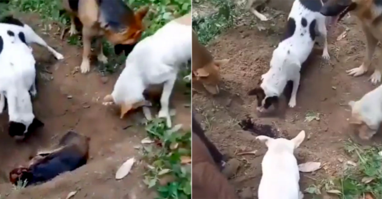 കണ്ണീരോടെ വിട, കൂട്ടുകാരനെ വേദനയോടെ വിടനൽകി തെരുവുനായ്ക്ക ...