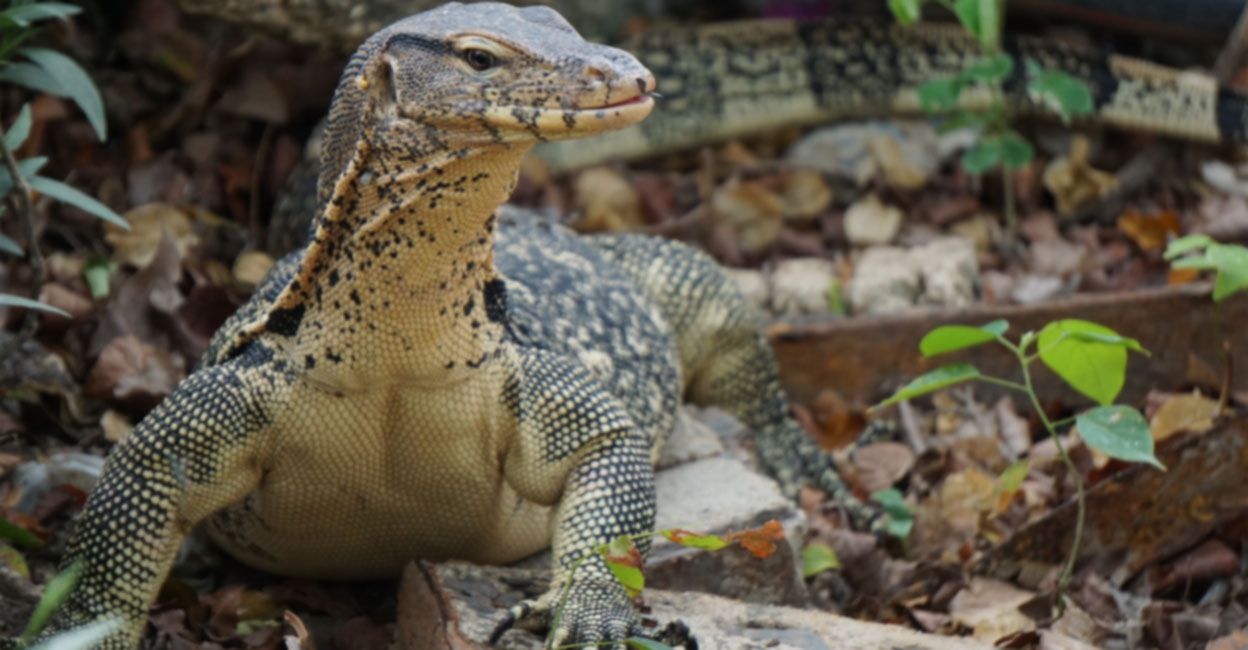 കടുവാ സങ്കേതത്തിൽ കയറി ഉടുമ്പിനെ പ്രകൃതിവിരുദ്ധ പീഡനത്തിനിരയാക്കി ...