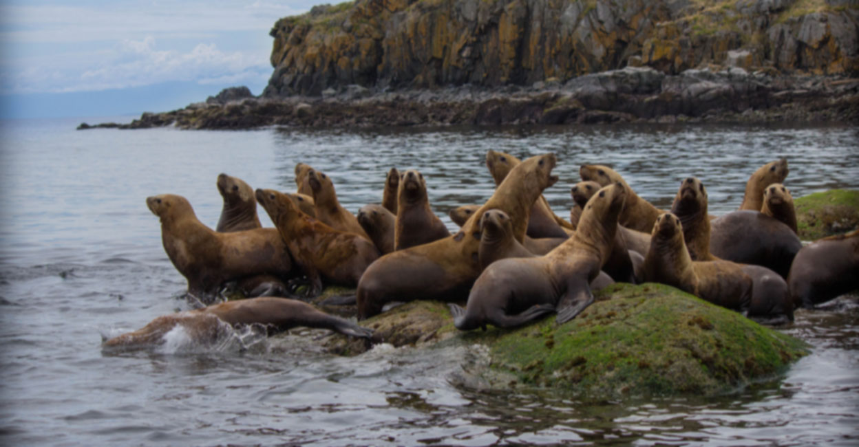 മത്സ്യഫാമിൽ നുഴഞ്ഞുകയറി സീലയണുകൾ; പോകാൻ വിസമ്മതം, സ്ഥിരതാമസമാക്കുമെന്ന് ...
