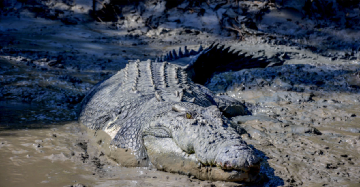 20 അടി നീളം , 900 കിലോഗ്രാം ഭാരം ;സൈന്യത്തെ കടിച്ചുകീറി നരഭോജിമുതലകൾ, ആ ...