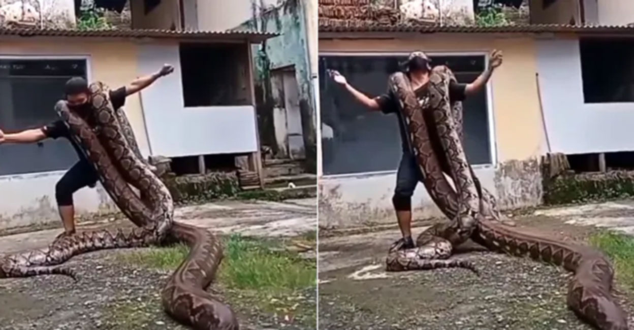 20 അടിയോളം നീളമുള്ള കൂറ്റൻ പെരുമ്പാമ്പുകൾക്കൊപ്പം നൃത്തം ചെയ്ത് യുവാവ് ...