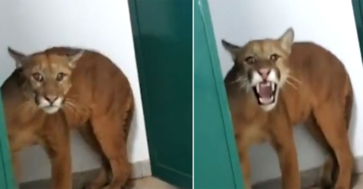 ശുചിമുറിയുടെ വാതിൽ തുറന്ന കുട്ടിയെ ആക്രമിക്കാനൊരുങ്ങി പ്യൂമ; സ്കൂളി ...