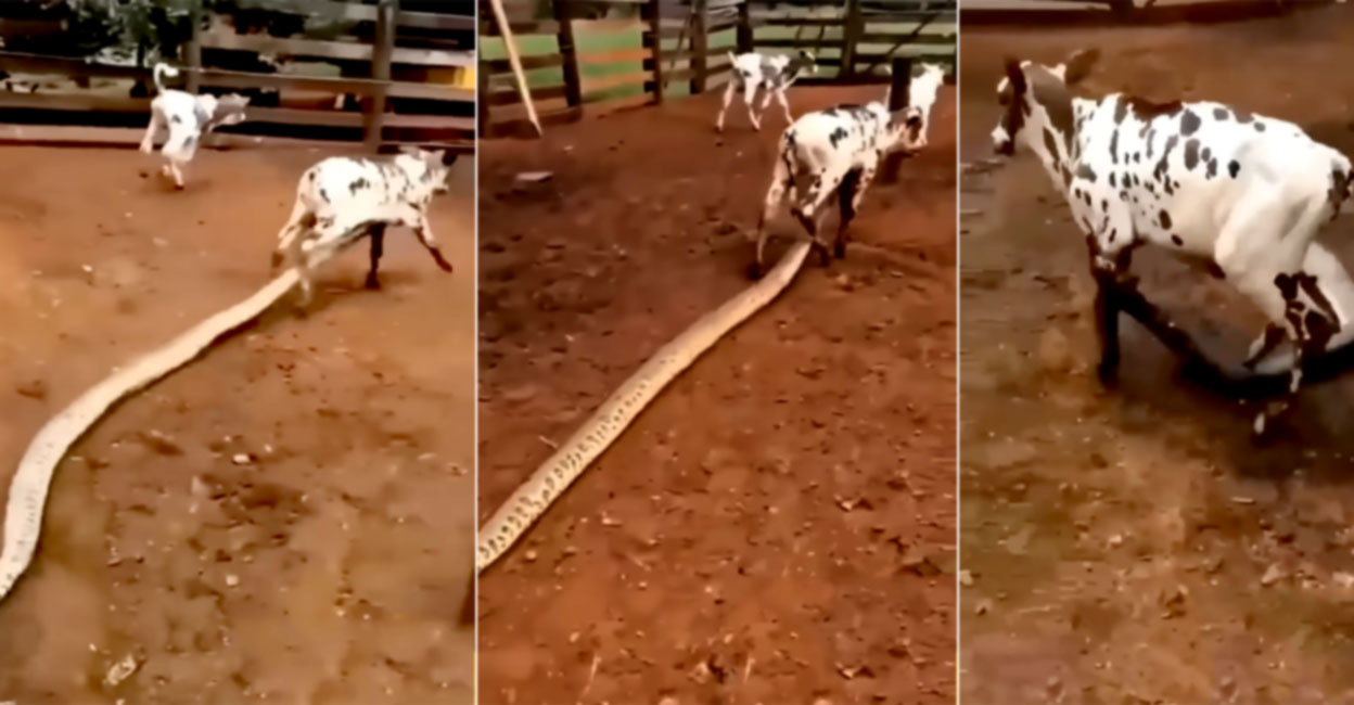 പശുക്കിടാവിന്റെ കാലിൽ കടിച്ചുതൂങ്ങി കൂറ്റൻ പെരുമ്പാമ്പ്; ഫാമി ...