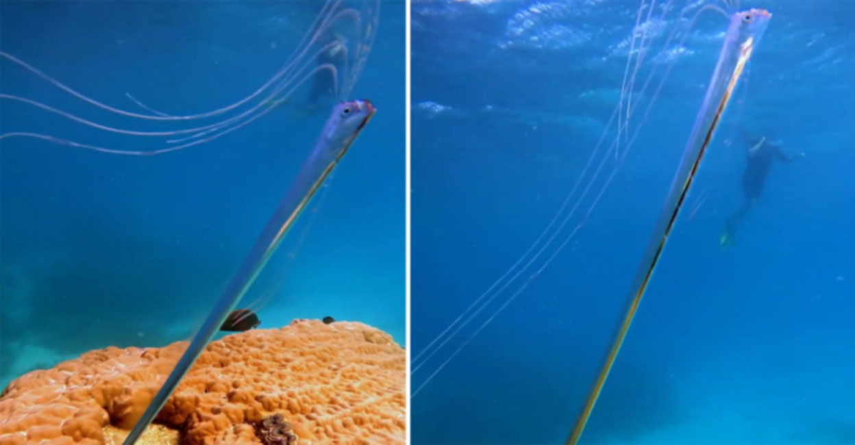 അഞ്ച് അടി നീളം, പവിഴപ്പുറ്റിൽ നീന്തിത്തുടിച്ച് ഓർ മത്സ്യം; മരണ ദൂതൻമാരോ ...