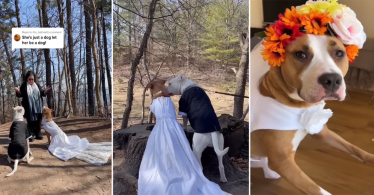 താനോസ് വിവാഹിതനായി: വധു ലൂണ; ആളുകളെ ഞെട്ടിച്ച് ‘നായ’ വിവാഹം - Dogs ...