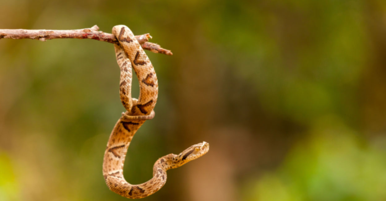 അമിത് ഷായുടെ വസതിയിൽ 5 അടി നീളമുള്ള പാമ്പ് - Amit Shah | Manorama news