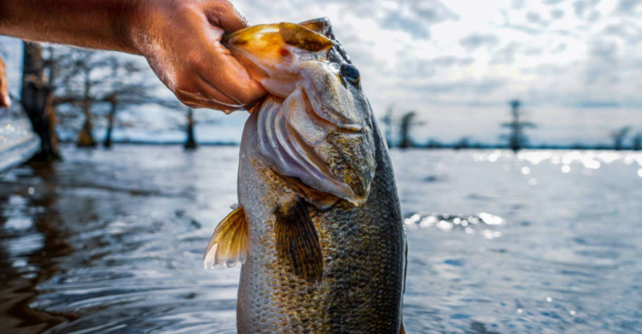 വില 13 ലക്ഷം, വലയിൽ കുടുങ്ങിയത് 55 കിലോയുള്ള‘ടെലിയ ഭോല ...