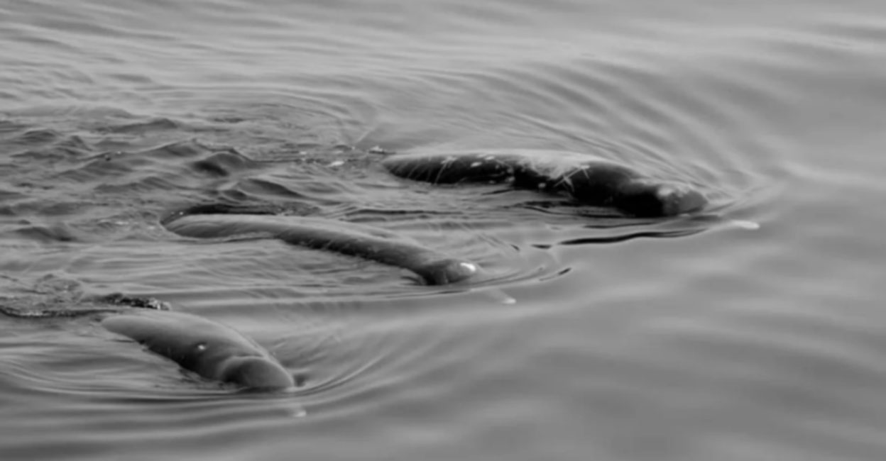 ഉരുണ്ട തലയും മെലിഞ്ഞ ശരീരവും, തിമിംഗലത്തെ തിരിച്ചറിഞ്ഞത് കഴിഞ്ഞ വർഷം ...