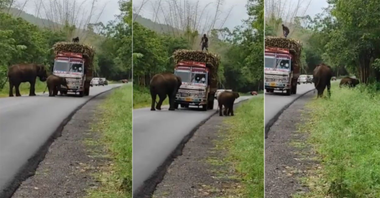 കരിമ്പുമായെത്തിയ ട്രക്ക് തടഞ്ഞ് അമ്മയാനയും കുട്ടിയും; പിന്നീട് ...