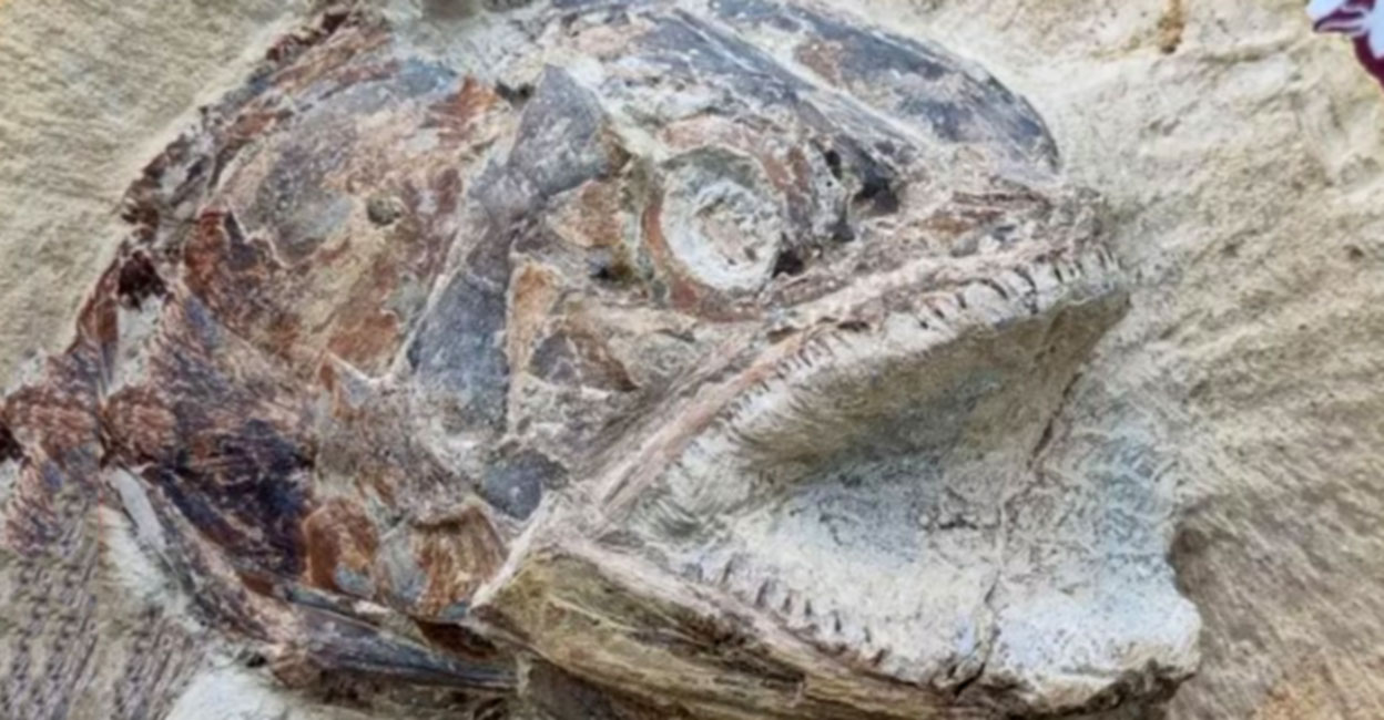 പാറയ്ക്കുള്ളിൽ നിന്ന് പുറത്തേക്ക് ചാടാനൊരുങ്ങി പുരാതന മത്സ്യം; വിചിത്ര ...