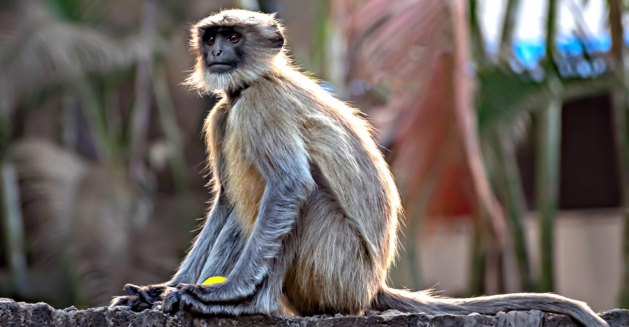 സുപ്രീം കോടതിയിൽ വനിതാ വക്കീലിനെ കുരങ്ങ് കടിച്ചു- Supreme Court ...