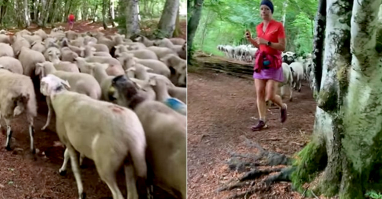 ഹൈക്കിങ്ങിനെത്തിയ യുവതിയെ പിന്തുടർന്ന് ചെമ്മരിയാടിൻ കൂട്ടം; അമ്പരന്ന് ...