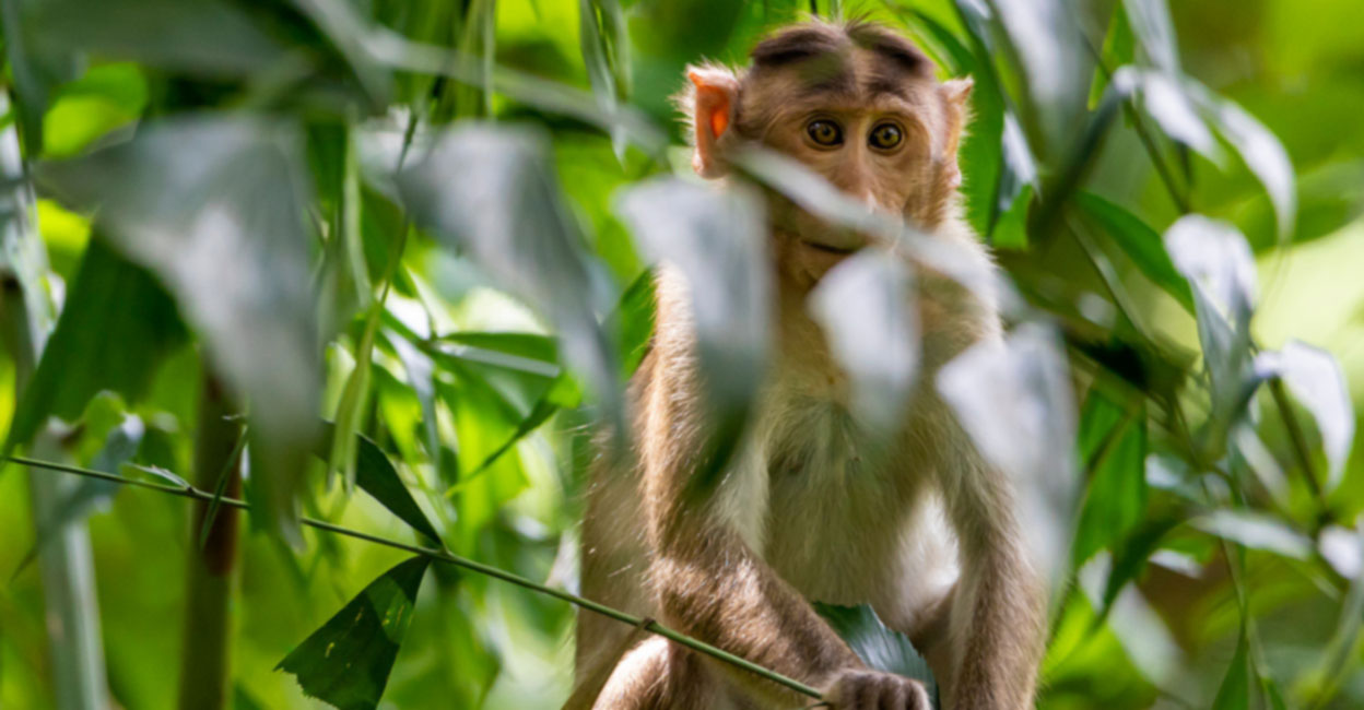 അമ്മയുടെ കൈയിൽ നിന്ന് പിഞ്ചുകുഞ്ഞിനെ തട്ടിപ്പറിക്കാൻ കുരങ്ങന്റെ ശ്രമം ...