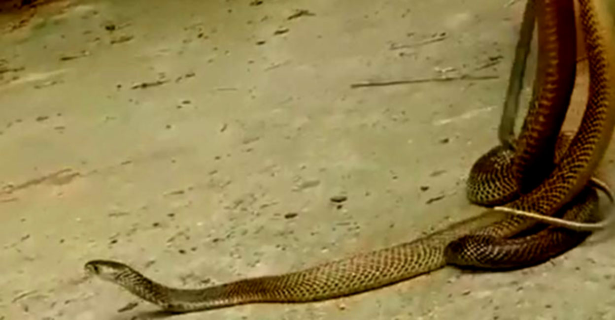 അഞ്ചു വർഷമായി തുറക്കാതിരുന്ന പെട്ടിക്കുള്ളിൽ കണ്ടെത്തിയത് ...