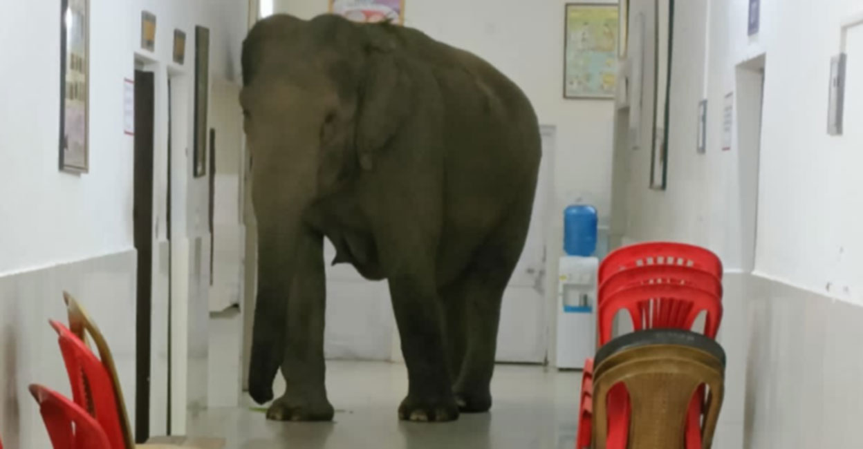 ആശുപത്രി വാർഡിൽ കാട്ടാനകളുടെ മിന്നൽ പരിശോധന; ഭയന്നുവിറച്ച് കാഴ്ചക്കാ ...