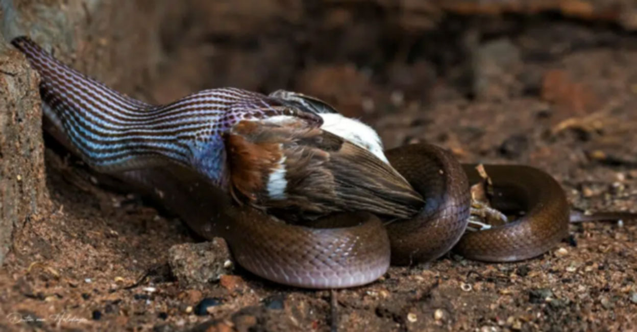 സ്വന്തം ശരീരത്തേക്കാൾ മൂന്നിരട്ടി വലുപ്പമുള്ള പക്ഷിയെ ഒന്നോടെ ...