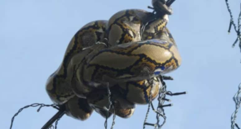 അലങ്കാര ബൾബുകളിൽ കുടുങ്ങി; 15 അടി ഉയരത്തിൽ അകപ്പെട്ട് കൂറ്റ ...