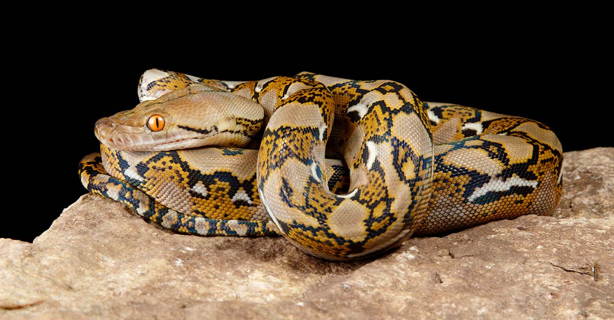 ടിവി കാണുന്നതിനിടെ സീലിങ് തകർത്ത് വീണത് പത്തടിയോളം നീളമുള്ള ...