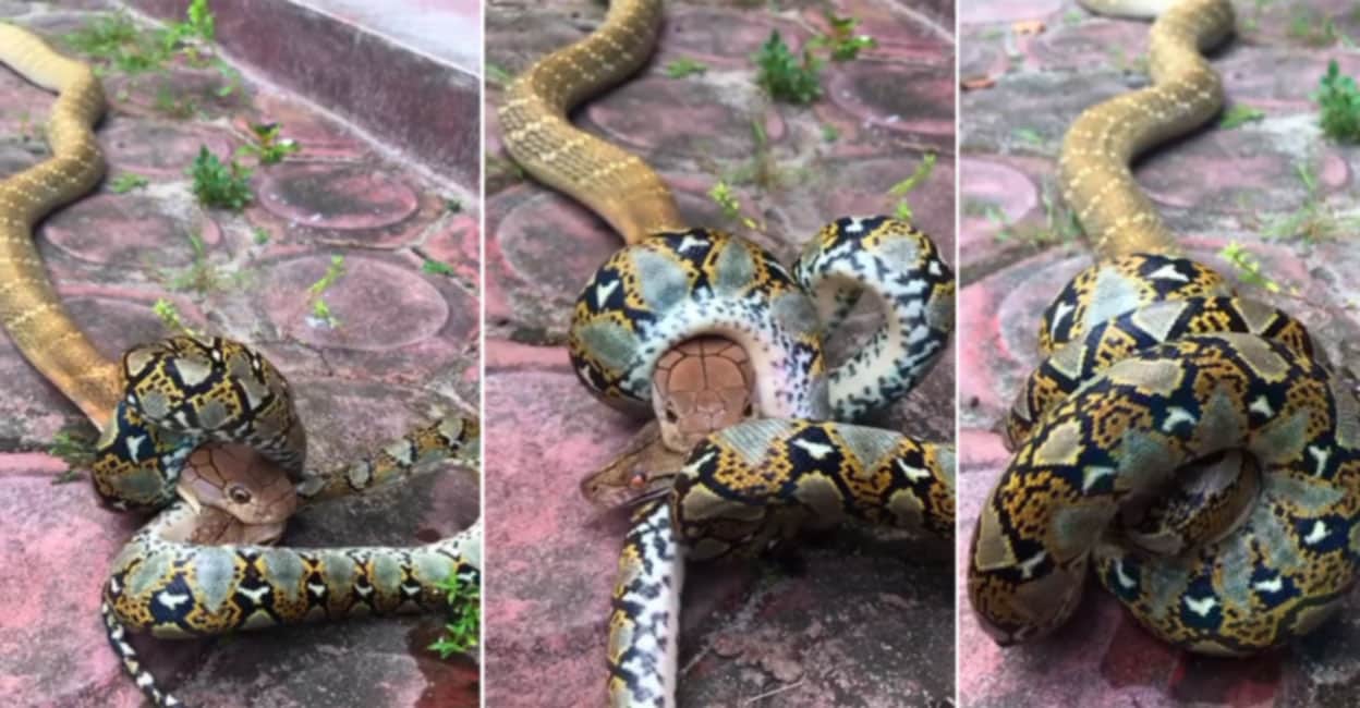 പെരുമ്പാമ്പിന്റെ തലയിൽ കടിച്ച് രാജവെമ്പാല; വരിഞ്ഞുമുറുക്കി ശ്വാസം ...