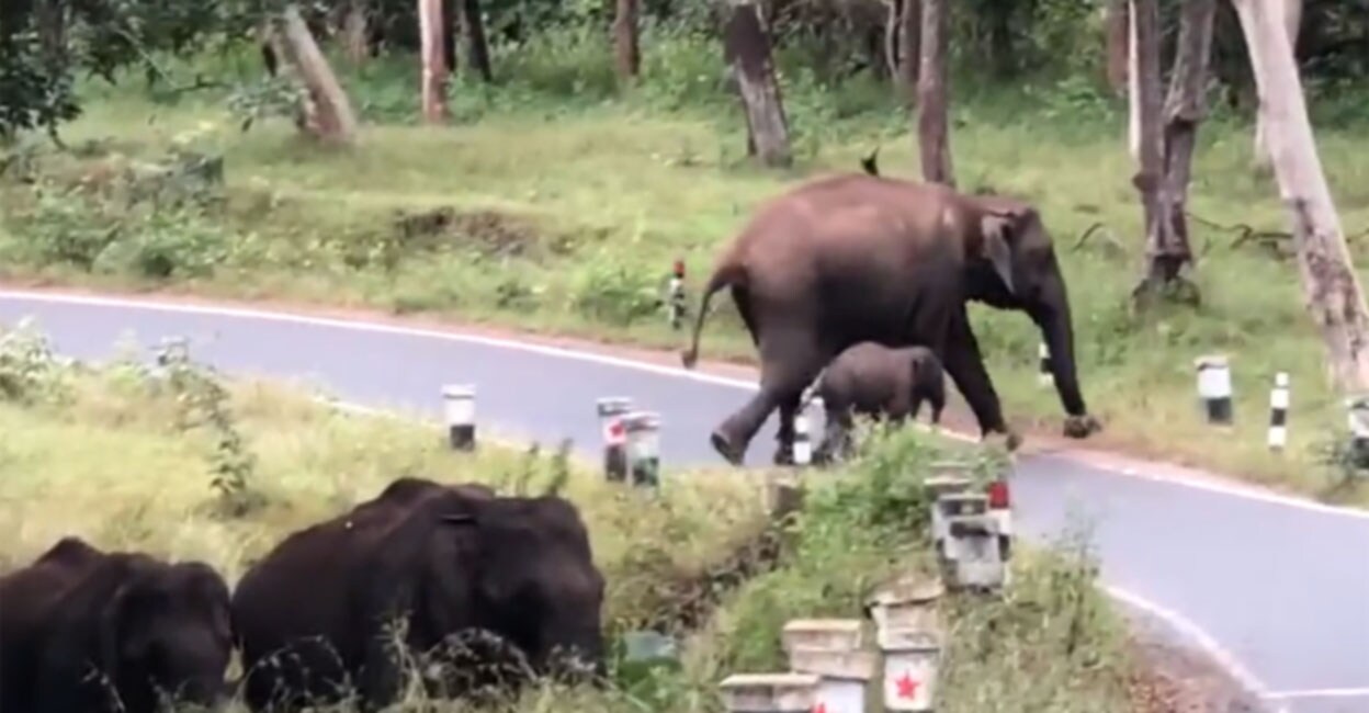 അമ്മയാനയ്ക്കൊപ്പം സുരക്ഷിതമായി റോഡ് മുറിച്ചുകടക്കുന്ന കുട്ടിയാന ...