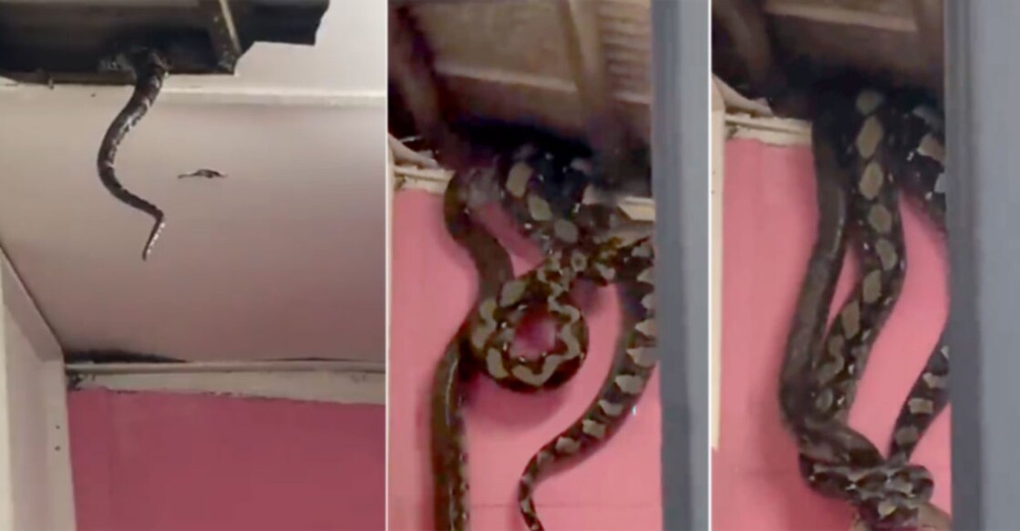 വാലിൽ പിടിച്ചു വലിച്ചു, സീലിങ് തകർത്ത് പുറത്തുവീണത് 3 പെരുമ്പാമ്പുക ...