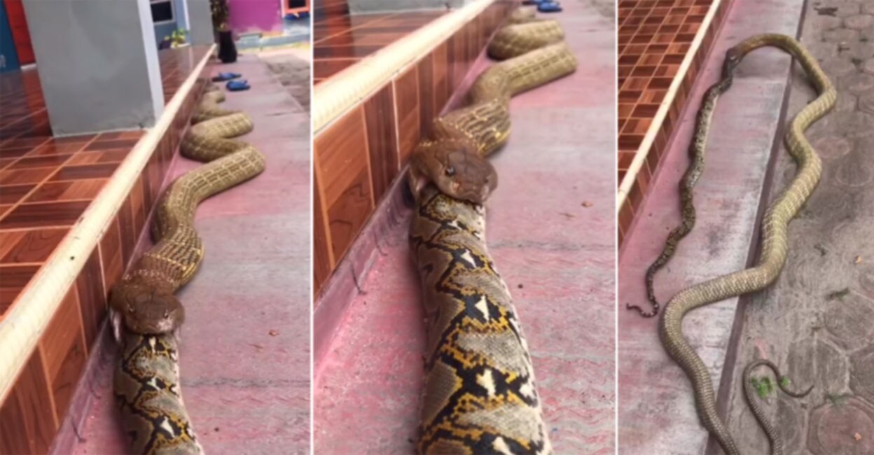 പെരുമ്പാമ്പിനെ ഒന്നോടെ വിഴുങ്ങുന്ന രാജവെമ്പാല; അമ്പരന്ന് കാഴ്ചക്കാ ...