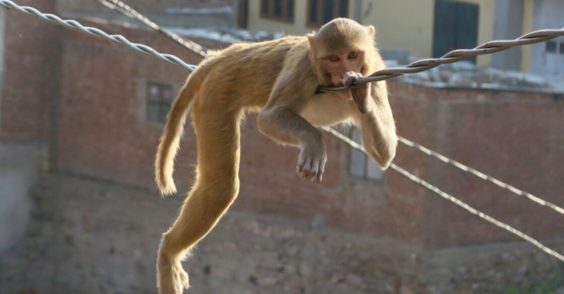 ഇന്ത്യയിൽ നിന്ന് കുരങ്ങൻ അതിർത്തി കടന്ന് പാക്കിസ്ഥാനിലെത്തി; കൈമാറിയത് ...