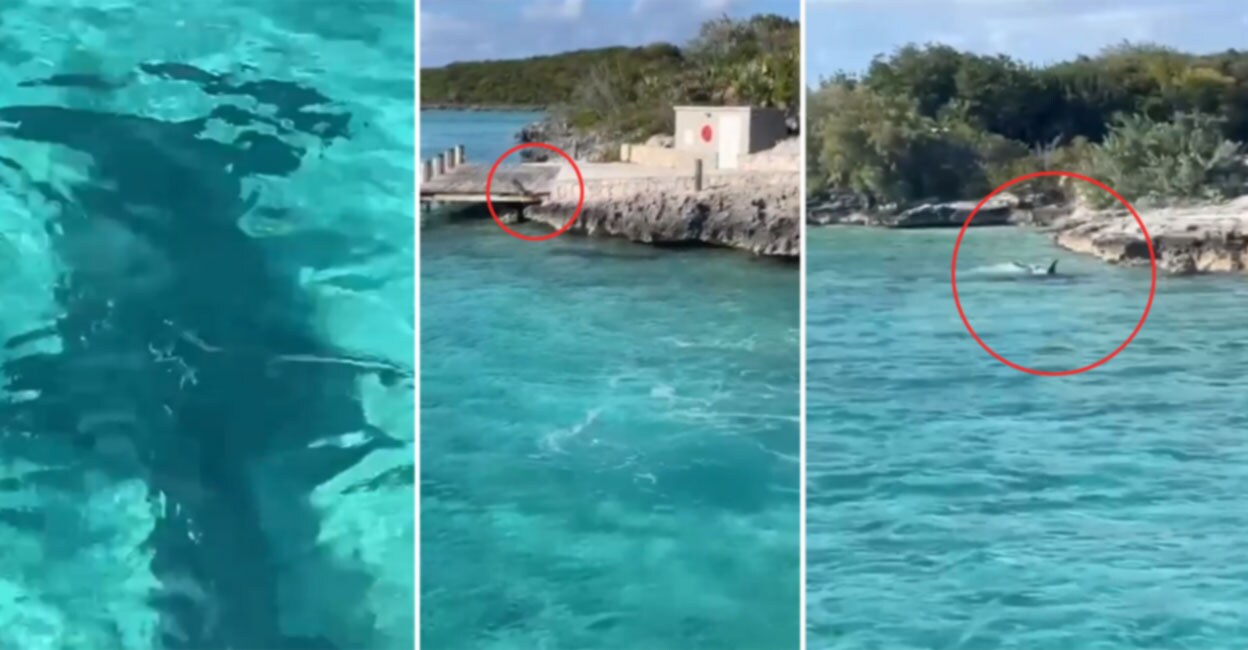 വെള്ളത്തിലേക്ക് ചാടി വമ്പൻ സ്രാവിനെ ആക്രമിച്ച് വളർത്തുനായ; ഭയന്ന് ...