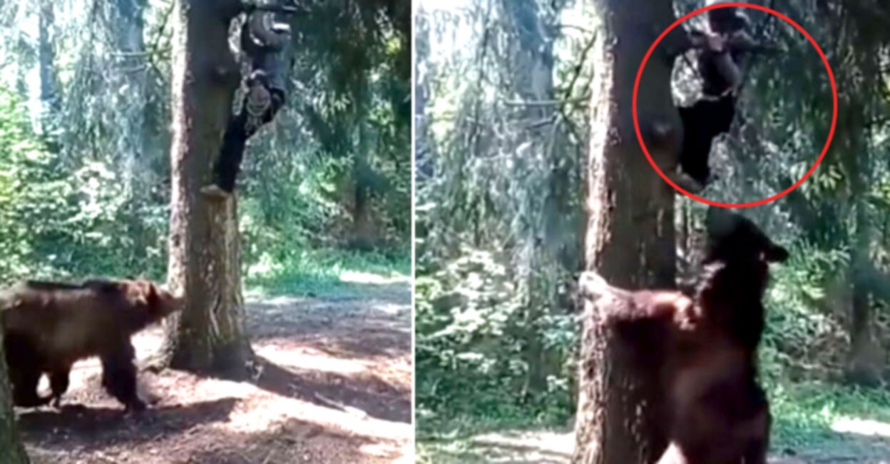 ആക്രമിക്കാനെത്തിയത് കൂറ്റൻ കരടി, രക്ഷതേടി മരത്തിൽ; പിന്നാലെ കരടിയും, ഭയപ്പെടുത്തുന്ന കാഴ്ച– Man ...