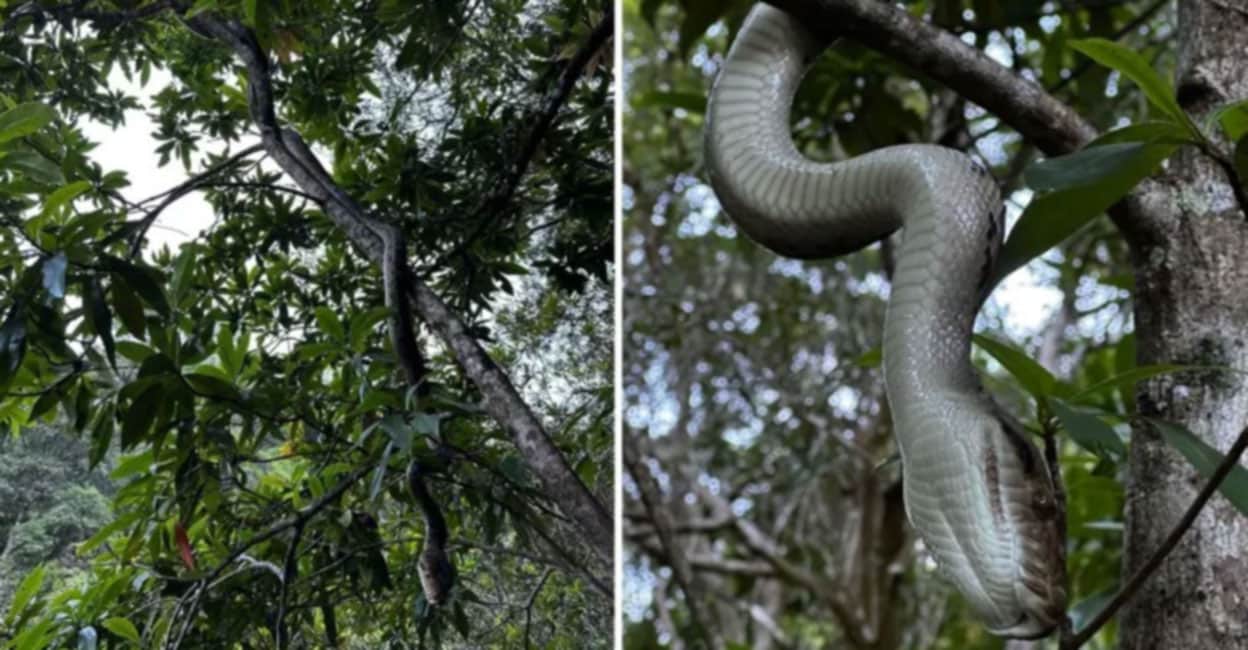 തലയിൽ കടിച്ചത് 8 അടി നീളമുള്ള പെരുമ്പാമ്പ്: രക്തത്തിൽ കുളിച്ച് സഞ്ചാരി ...