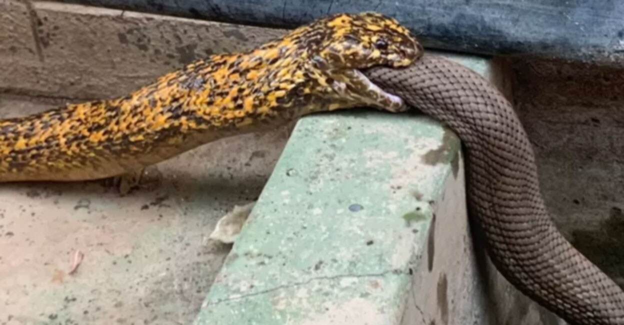 നടന്നത് വാശിയേറിയ പോരാട്ടം; പാമ്പിനെ ഒന്നോടെ വിഴുങ്ങി വമ്പൻ വിഷപ്പാമ്പ് ...