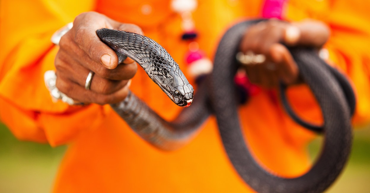 മൂർഖൻ പാമ്പിനെ കഴുത്തിലിട്ടു കളിപ്പിച്ചു; പാമ്പുകടിയേറ്റ യുവാവിന് ...