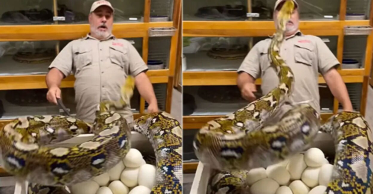 മുഖം ലക്ഷ്യമാക്കി വീറോടെ ആക്രമിച്ച് കൂറ്റൻ പെരുമ്പാമ്പ്; വഴുതിമാറി ജെയ് ...