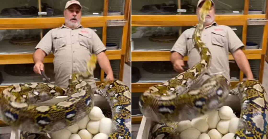 മുഖം ലക്ഷ്യമാക്കി വീറോടെ ആക്രമിച്ച് കൂറ്റൻ പെരുമ്പാമ്പ്; വഴുതിമാറി ജെയ് ...