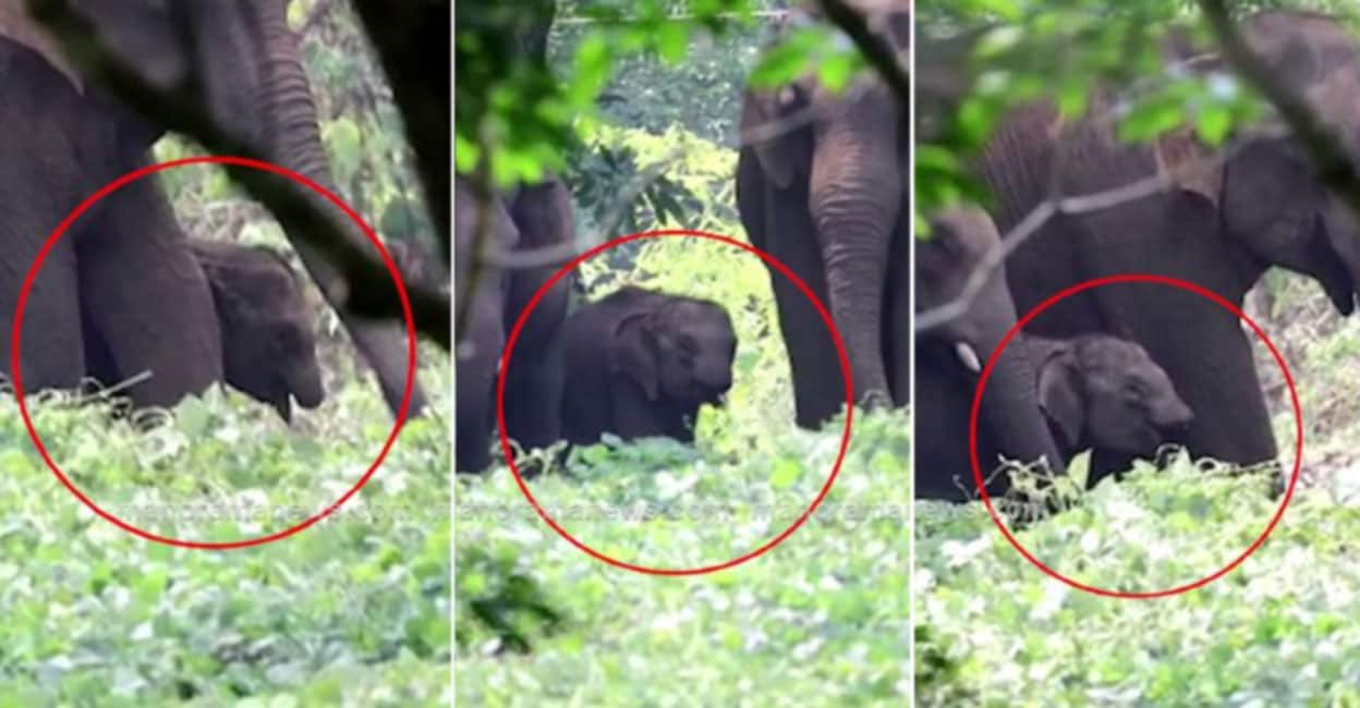 തുമ്പിക്കൈയില്ലാത്ത ആനക്കുട്ടി വീണ്ടും അതിരപ്പിള്ളിയിൽ; വെള്ളം ...