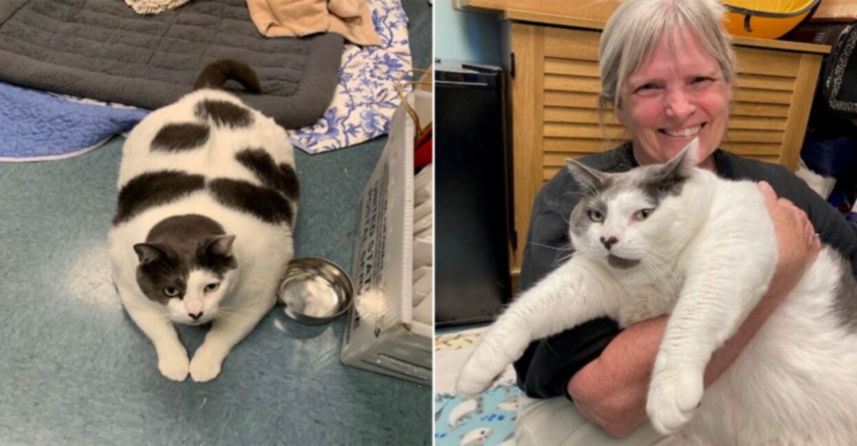 ഭാരം 18 കിലോ, അസാധാരണ വലുപ്പം; പാച്ചസ് പൂച്ച ആള് പുലിയാണ്- Say hello to Patches, the cat who ...