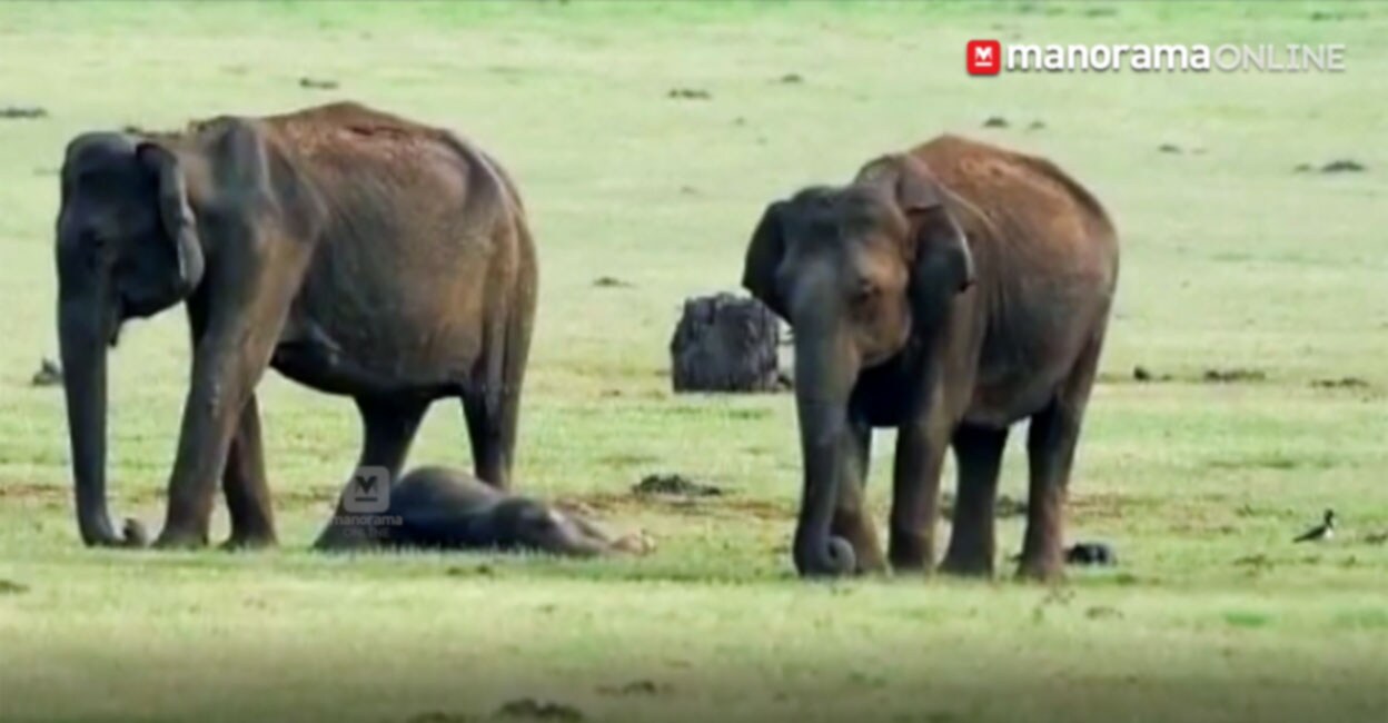 ജീവനറ്റ കുട്ടിയാനയ്ക്കരികിൽ നിന്ന് മാറാതെ അമ്മയാന–നൊമ്പരക്കാഴ്ച– Heart-breaking moment Mother ...