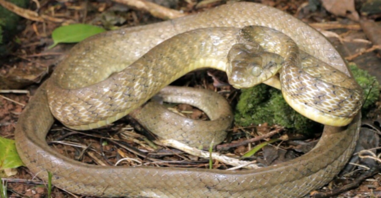 ചെറുദ്വീപിൽ താമസിക്കുന്നത് 20 ലക്ഷം പാമ്പുകൾ; ഒരു ചതുരശ്ര കിലോമീറ്ററി ...