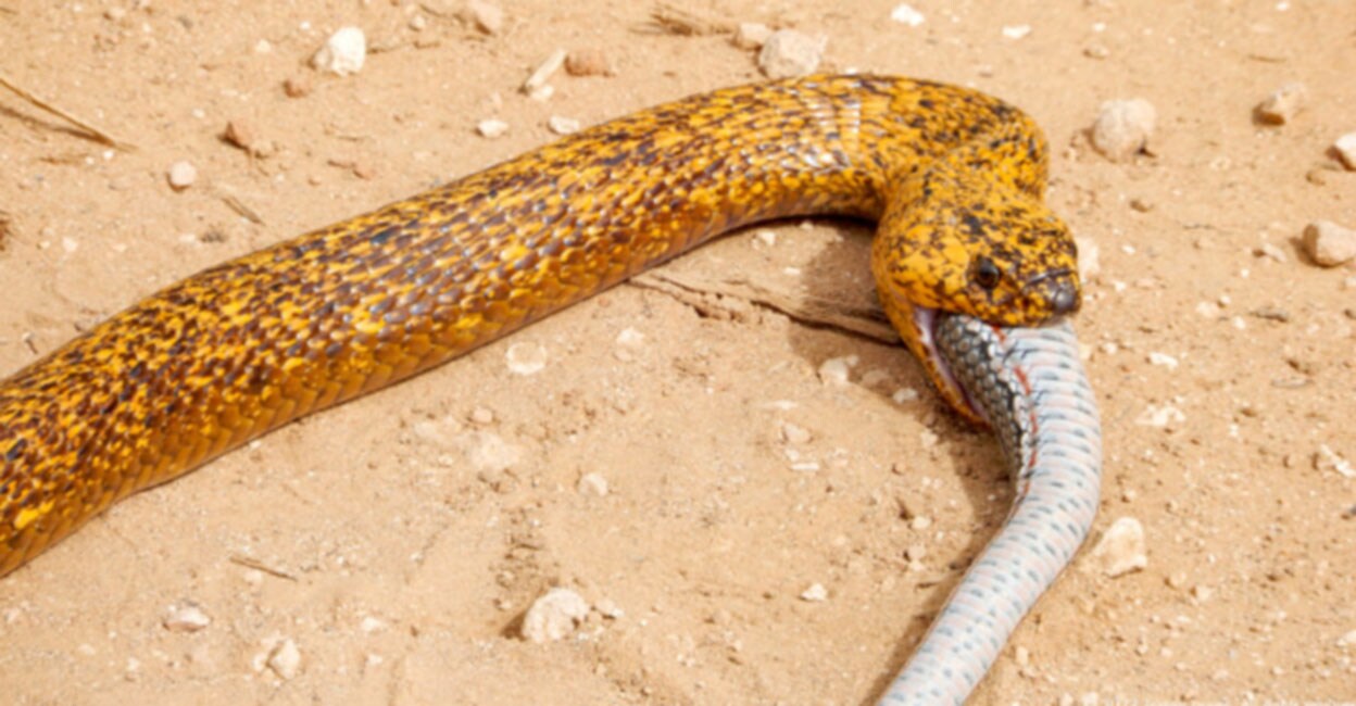 കൂറ്റൻ പാമ്പിനെ ഒന്നോടെ വിഴുങ്ങി കേപ് കോബ്ര; ഭയന്ന് സഞ്ചാരികൾ- Cobra ...