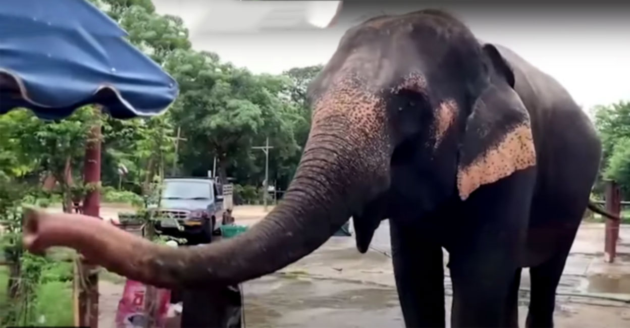 എന്നും ഐസ്ക്രീം കഴിക്കുന്ന പിടിയാന: തായ്‌ലൻഡ് വിനോദ പാർക്കിലെ താരം- Pet ...