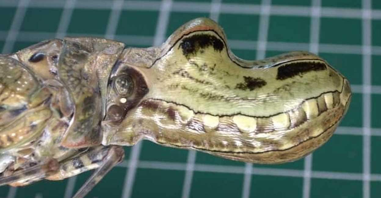 ചീങ്കണ്ണിയുടെ തലയും ആമയുടെ ശരീരവും; ആമസോണിലെ ‘അലിഗേറ്റർ ബഗ് ...