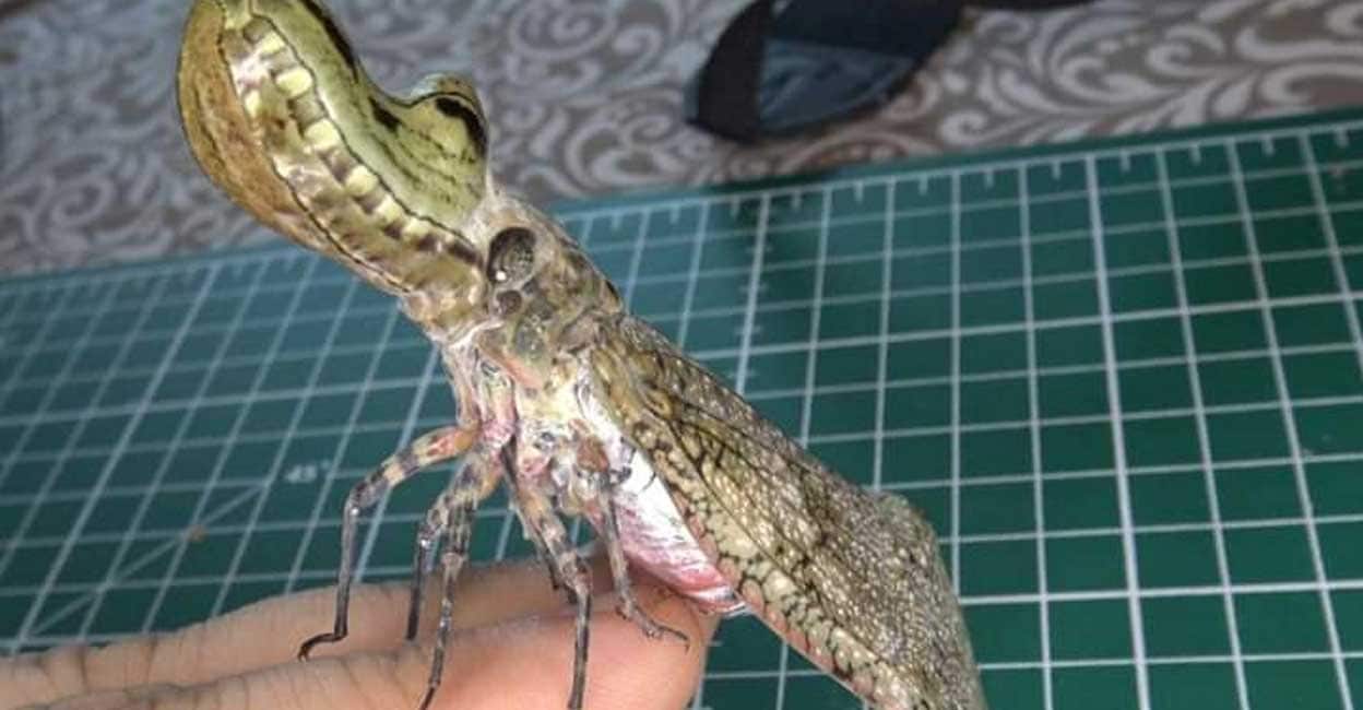 ചീങ്കണ്ണിയുടെ തലയും ആമയുടെ ശരീരവും; ആമസോണിലെ ‘അലിഗേറ്റർ ബഗ് ...