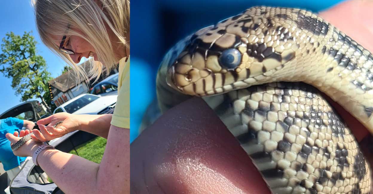 പാർക്കിൽ 20 പാമ്പുകളെ വെയിൽകൊള്ളാൻ തുറന്നുവിട്ട് ഉടമ; ‘സ്നേക് സൺബാത്ത് ...