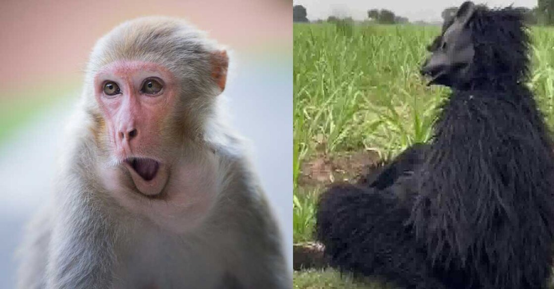 കുരങ്ങന്മാരെ തുരത്താൻ കരടി വേഷത്തിൽ കർഷകർ; കരിമ്പിൻതോട്ടത്തി ...