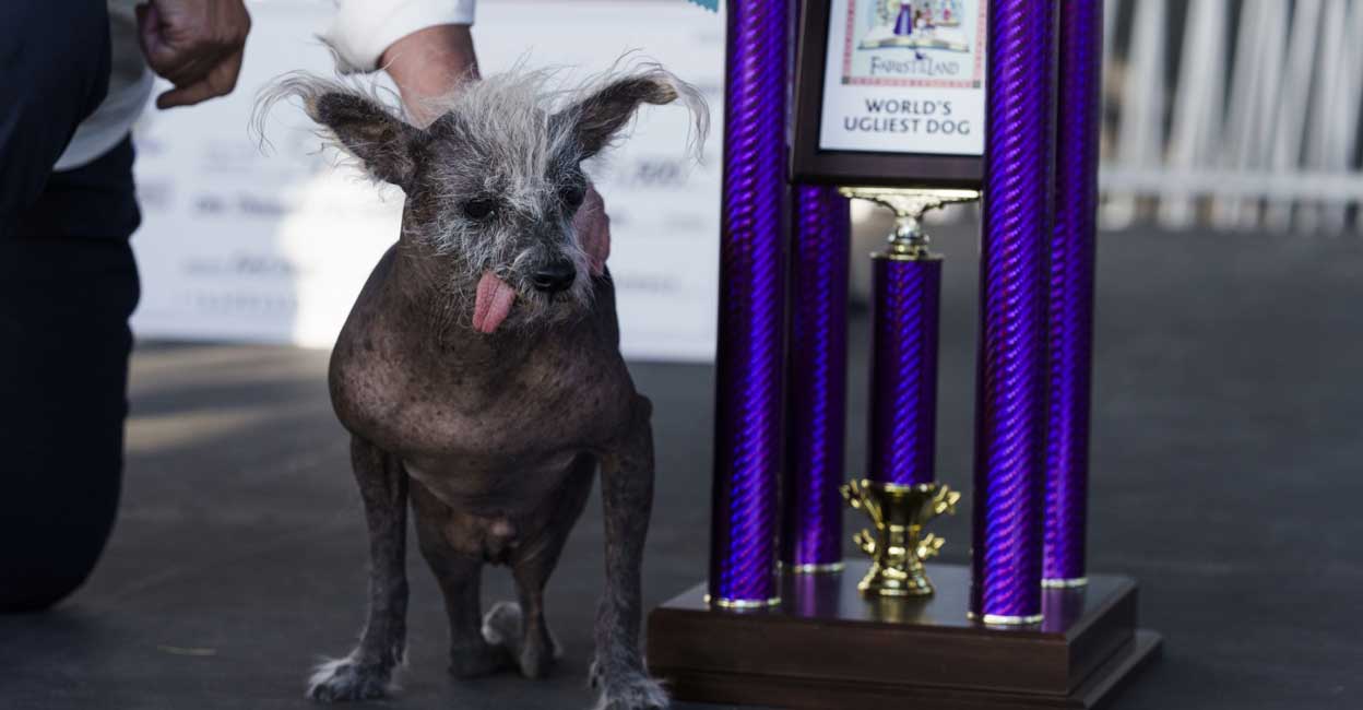 സ്കൂട്ടർ, ലോകത്തിലെ ഏറ്റവും ‘വിരൂപനായ’ നായ‌ക്കുട്ടി– Scooter dog ...